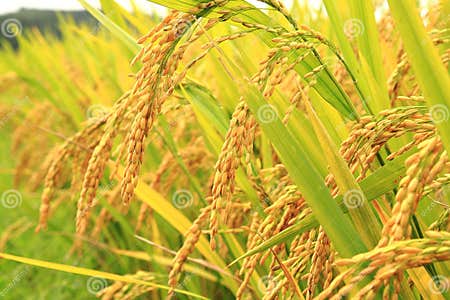 Golden rice in the farm stock image. Image of finance - 29043295