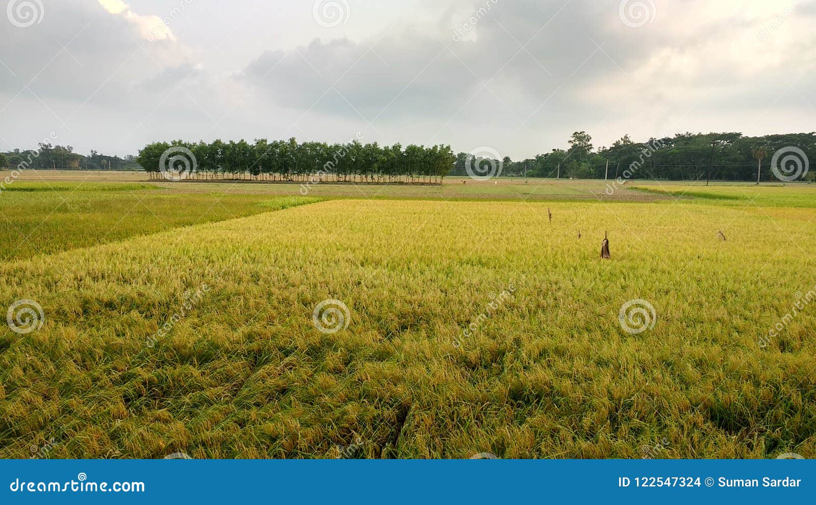 Golden rice field stock photo. Image of golden, field - 122547324