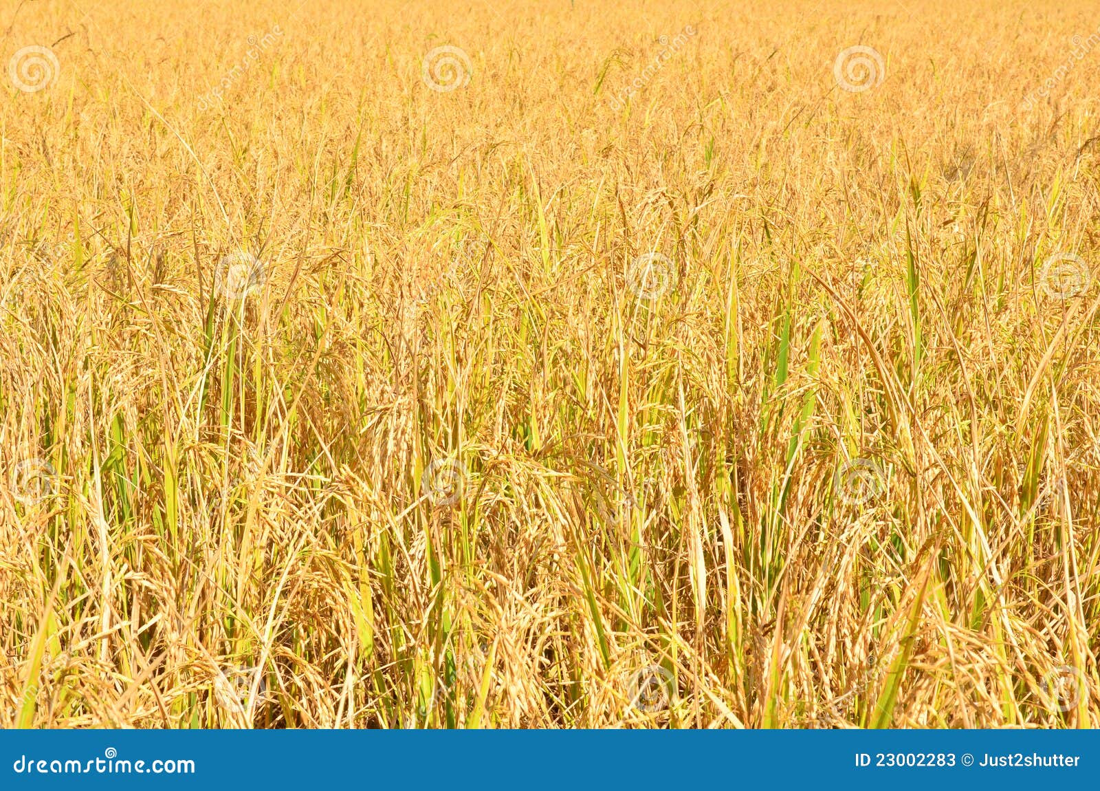 Golden rice field stock image. Image of grow, flora, landscape - 23002283