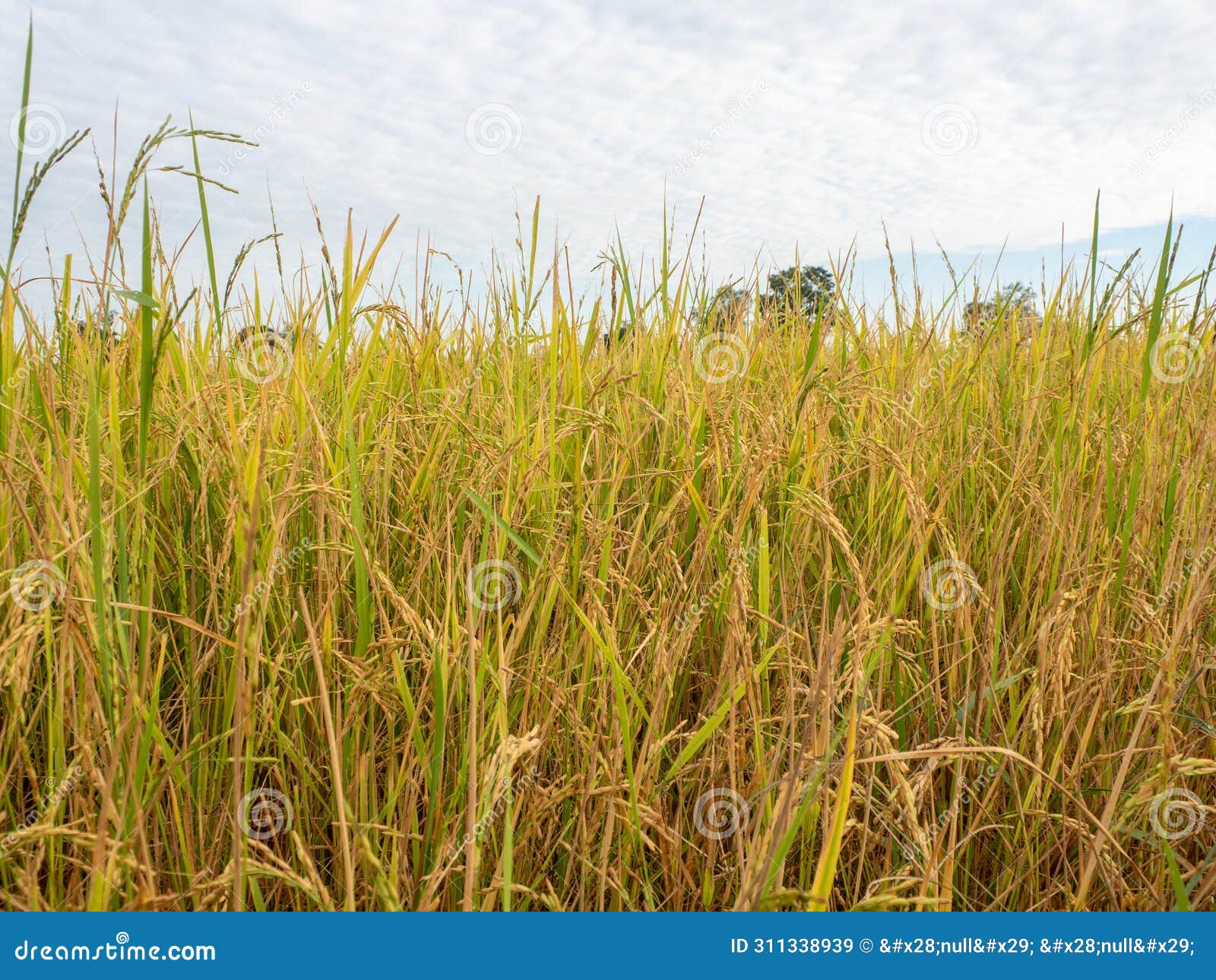Ripe Rice Fields and Sunset Sky Background with Sunlight . Stock Image ...