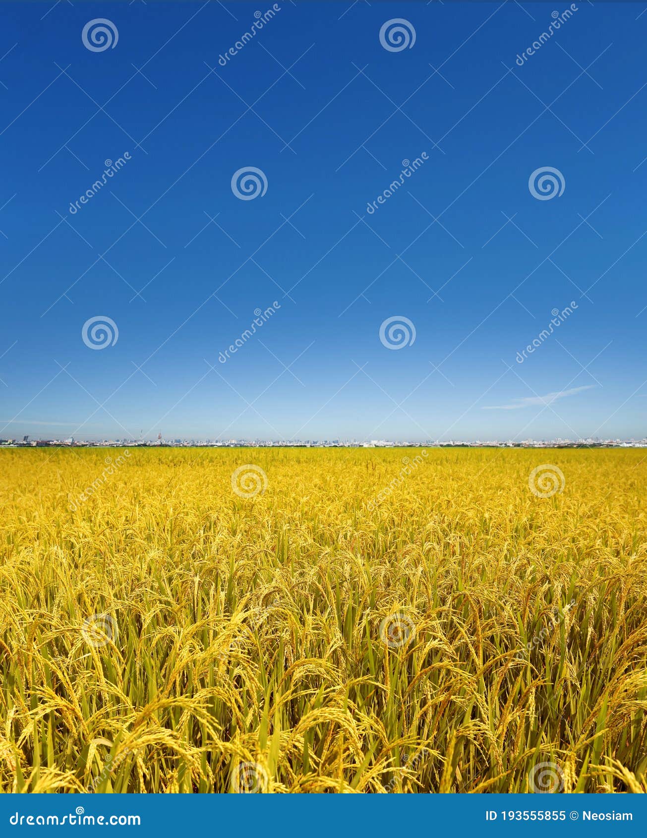Golden rice field stock image. Image of cereal, network - 193555855