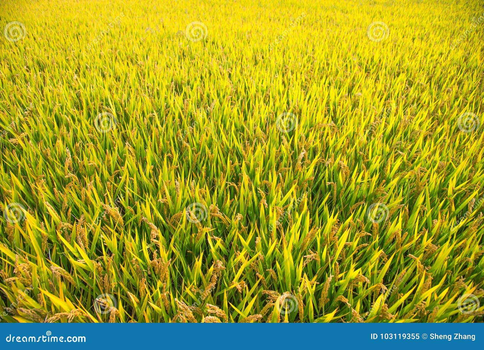 Golden rice field stock image. Image of bumper, rice - 103119355