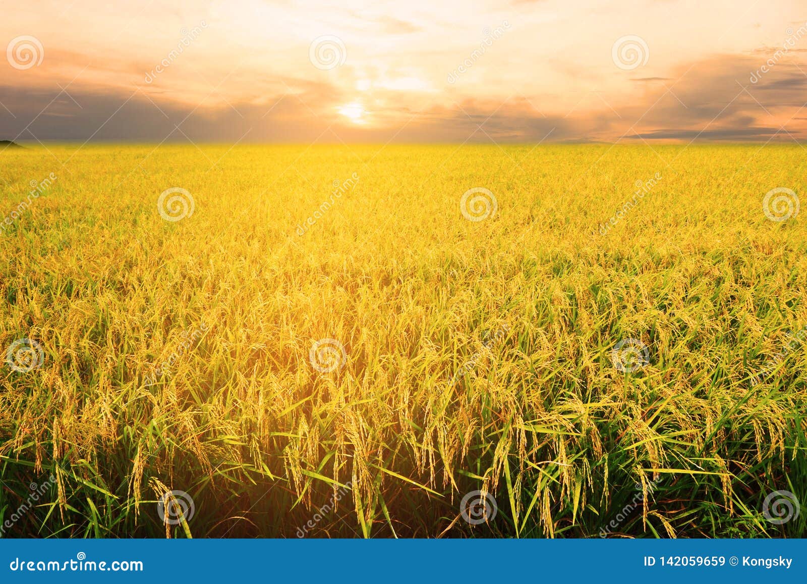 Golden Rice Field in the Morning Stock Image - Image of green ...