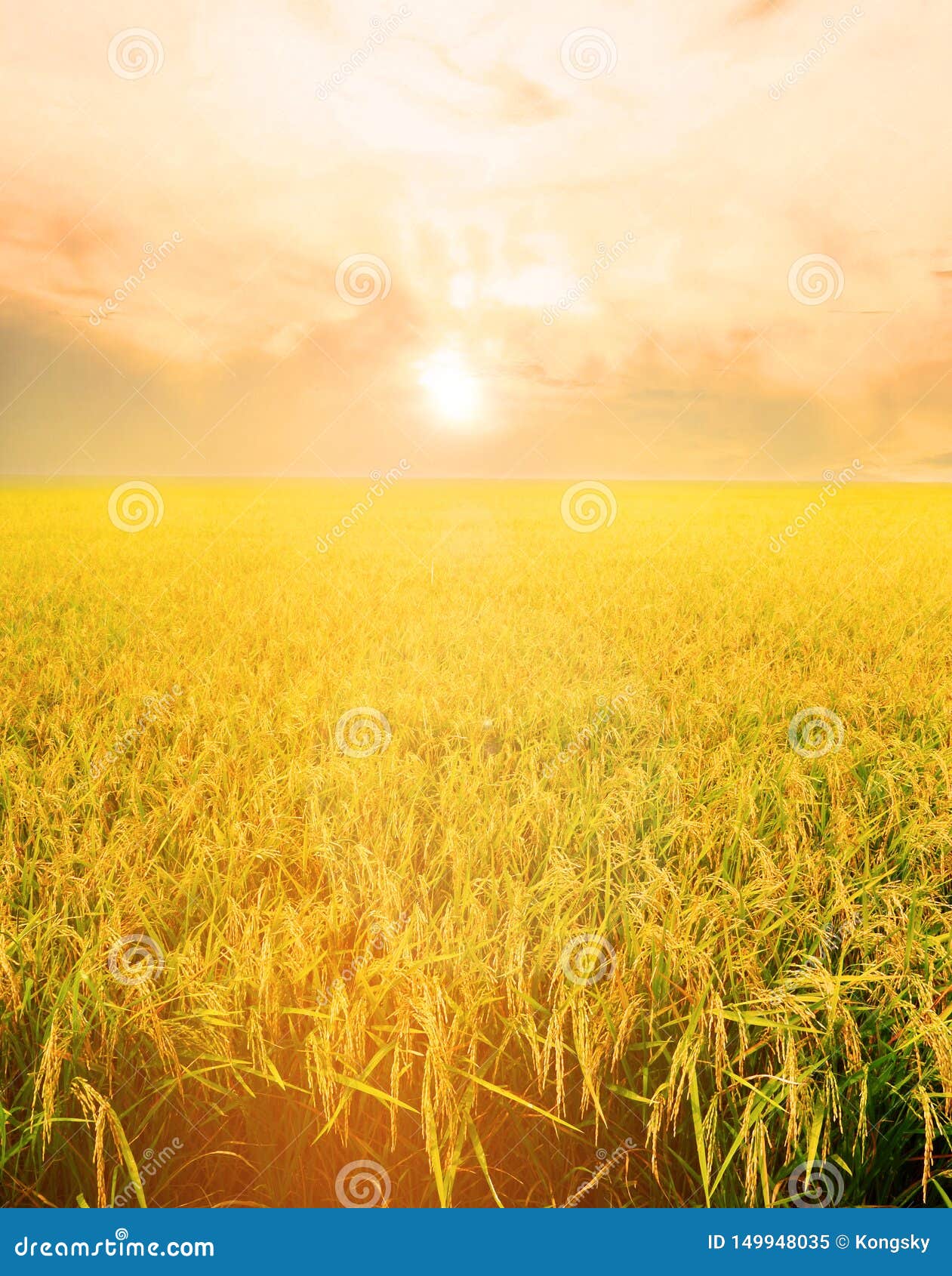 Golden Rice Field in the Morning Stock Image - Image of earth, branch ...