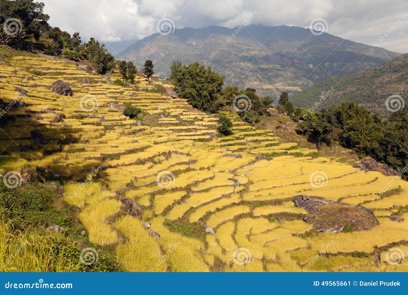 Golden rice field in Nepal stock image. Image of mountain - 49565661