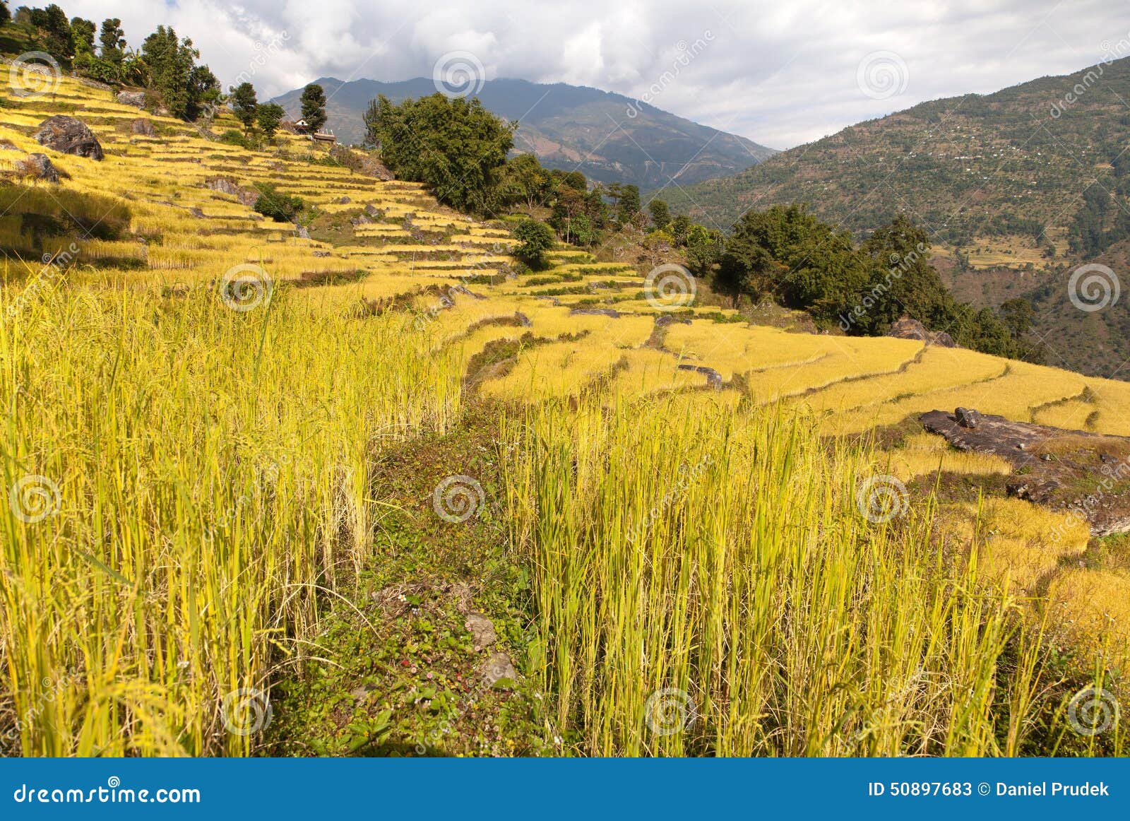 Golden rice field in Nepal stock image. Image of nature - 50897683