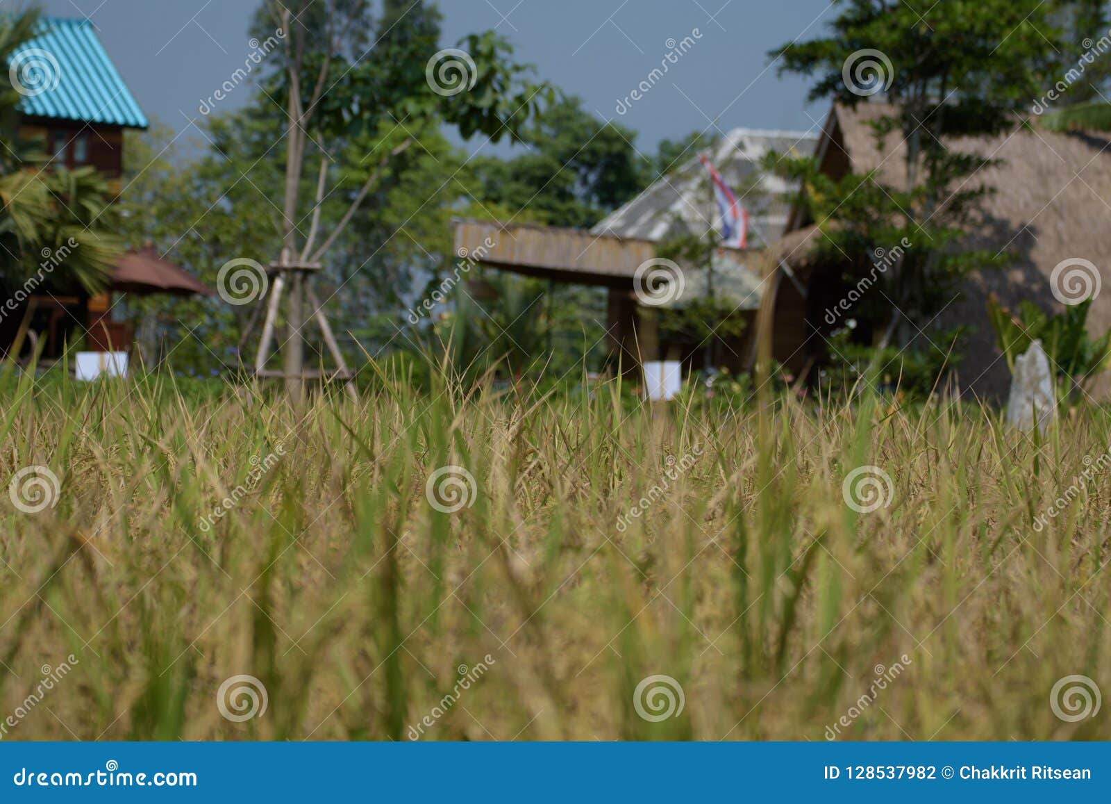 Golden Rice Field Planted in Thailand. Stock Photo - Image of gourmet ...
