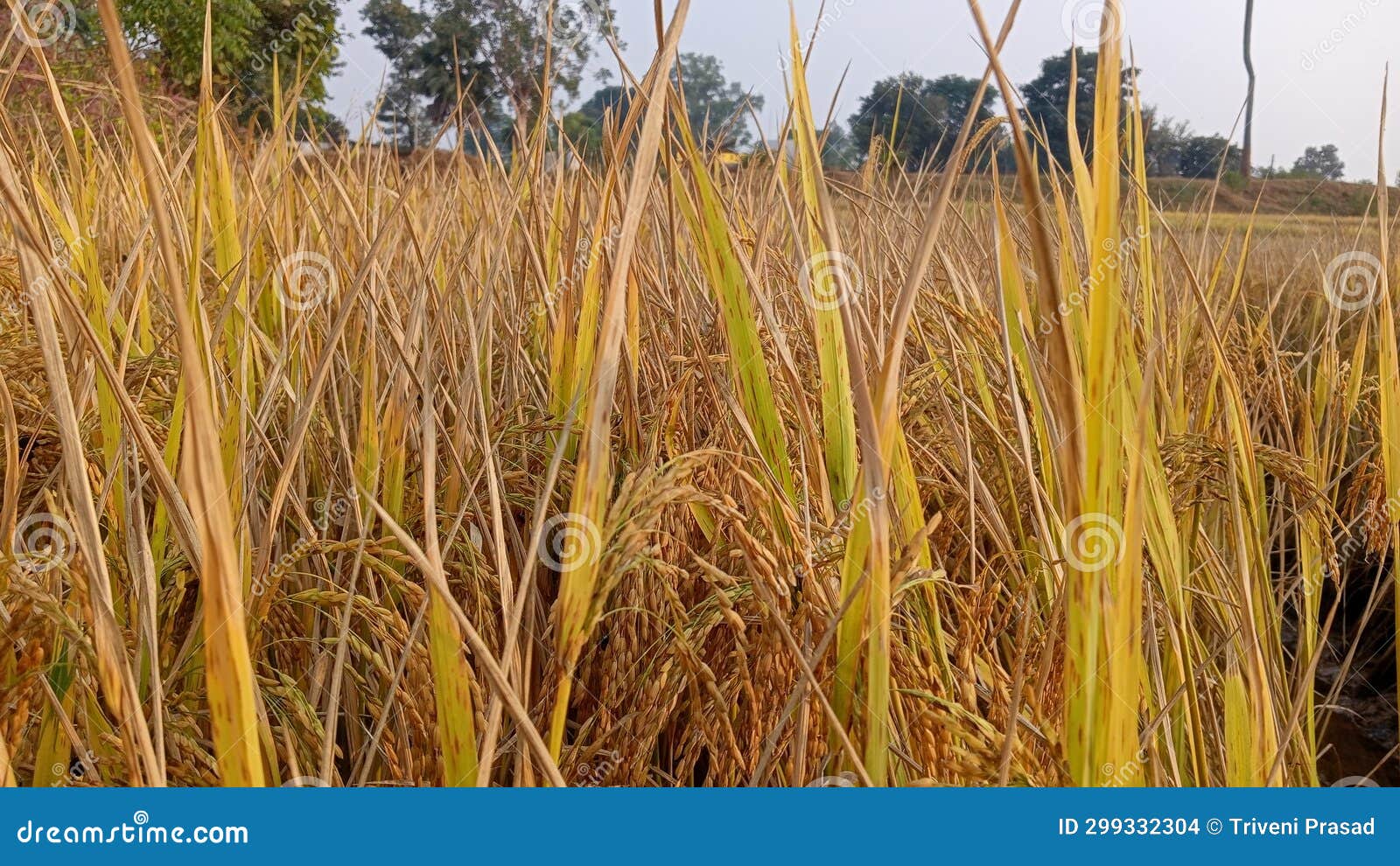 Golden Rice Field Ready for Harvest. Stock Photo - Image of wetland ...