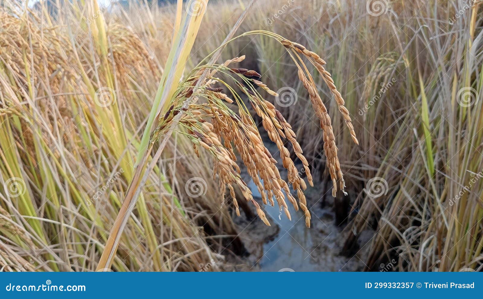 Golden Rice Field Ready for Harvest. Stock Image - Image of field, rice ...