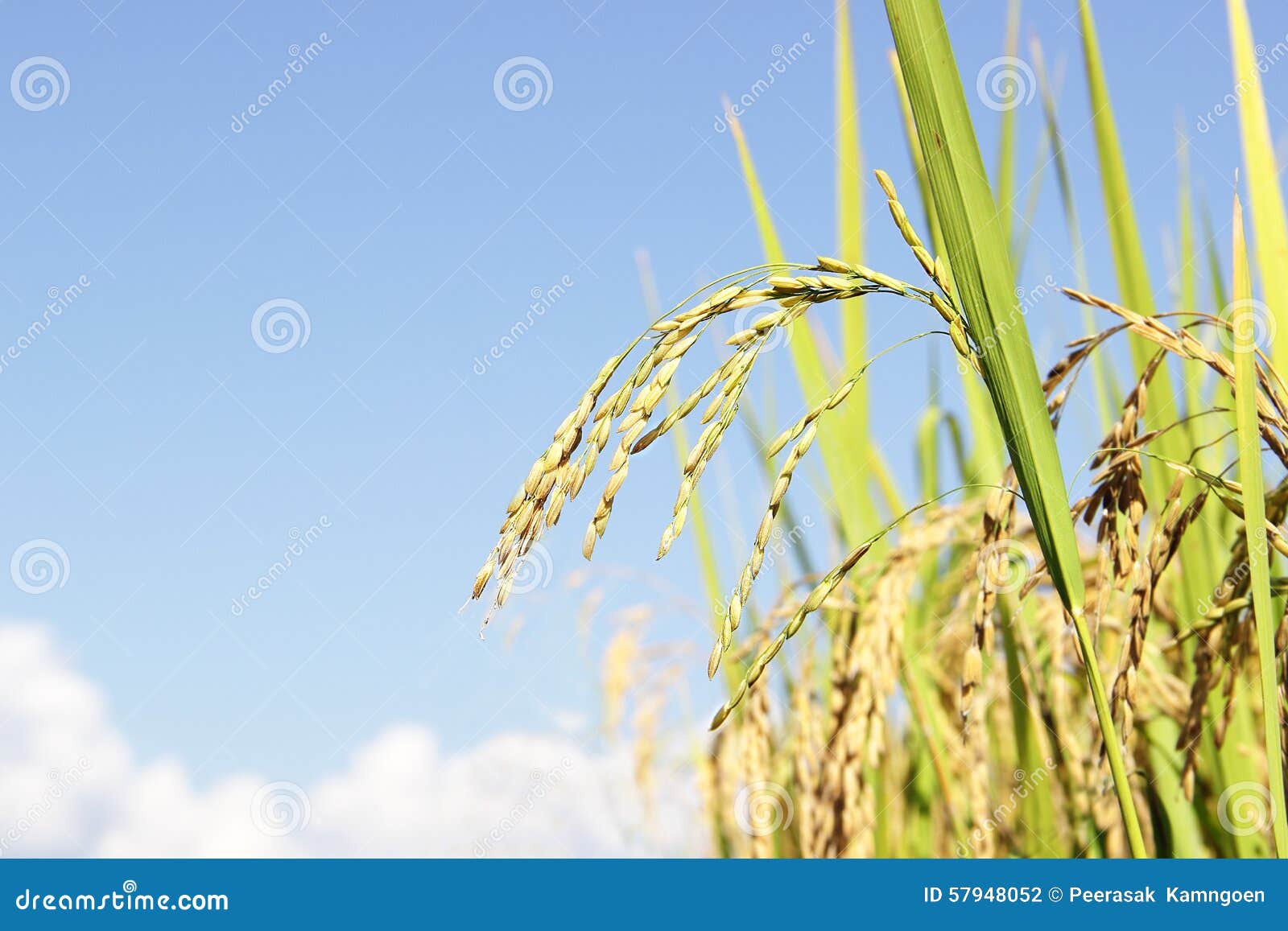 Golden Rice in the Field Rice Background Stock Photo - Image of ...