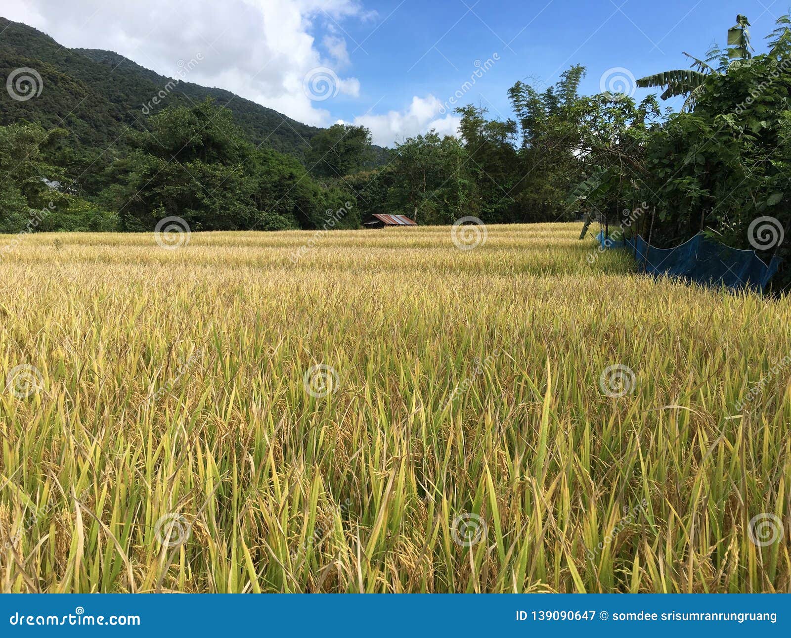 Golden rice field stock image. Image of fields, nature - 139090647