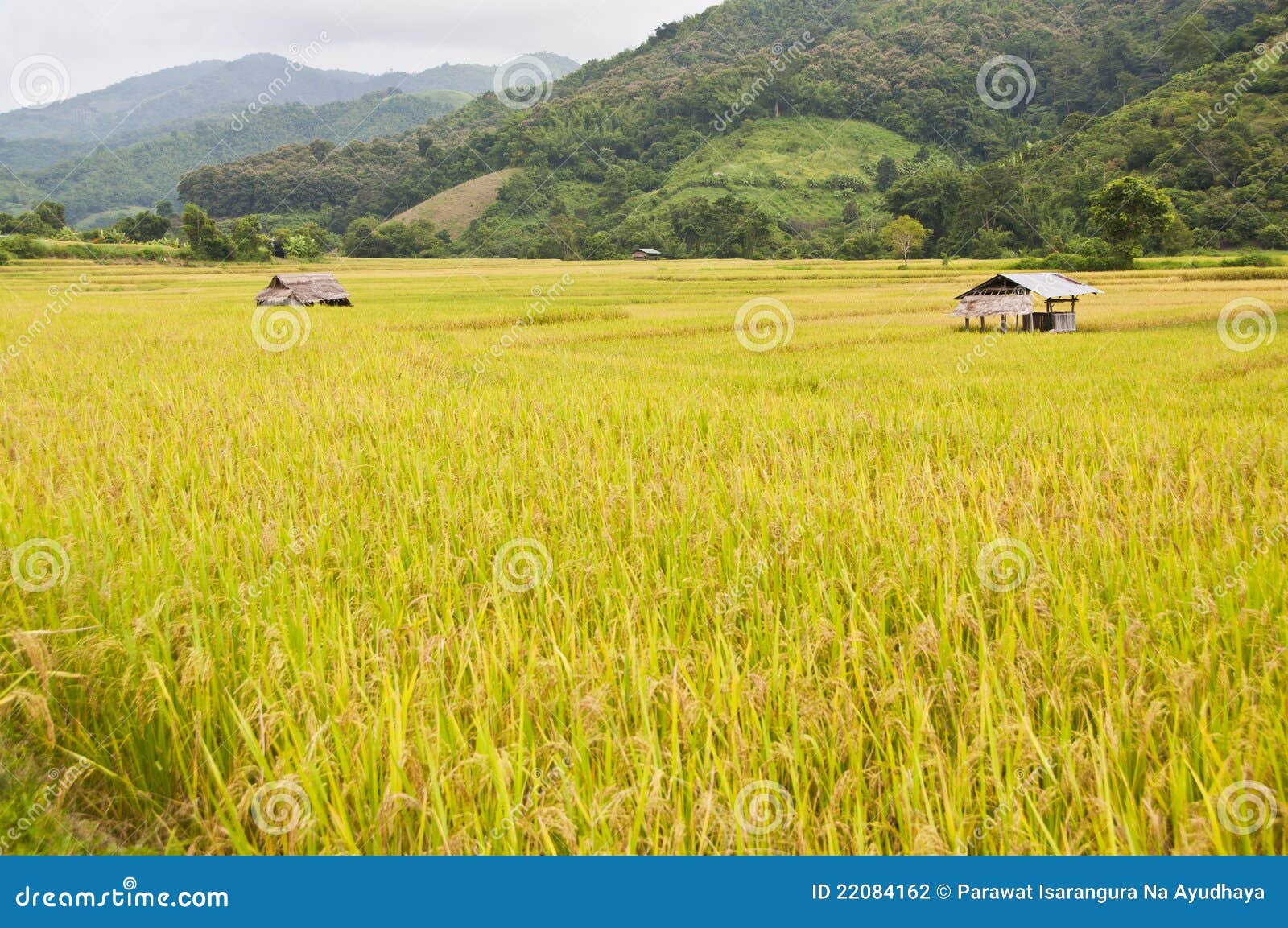 Golden Rice Field in Thailand. Stock Photo - Image of growth, culture ...