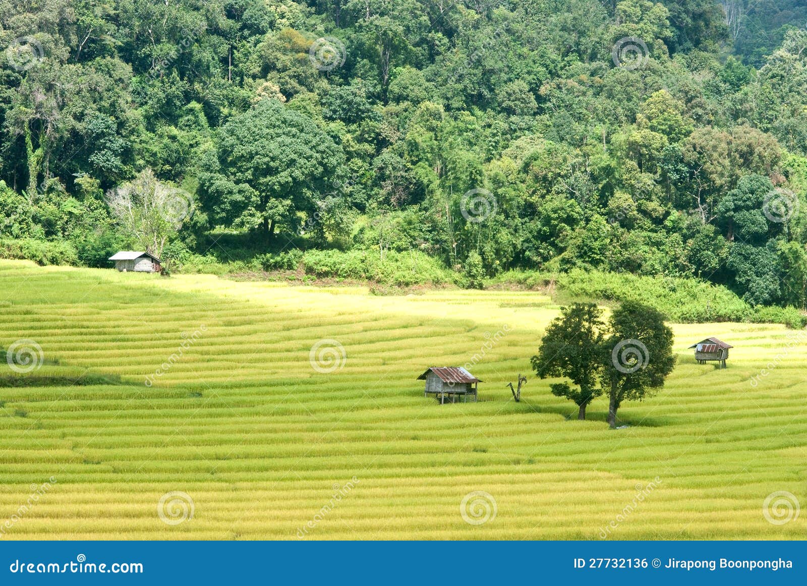 Golden Rice Field in Thailand Stock Photo - Image of farming, beautiful ...