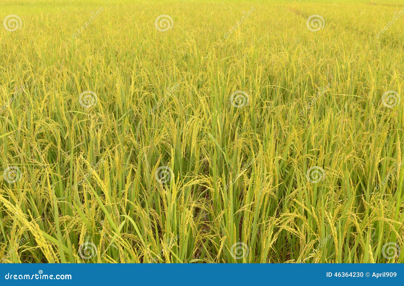 Golden rice field stock photo. Image of leaf, golden - 46364230