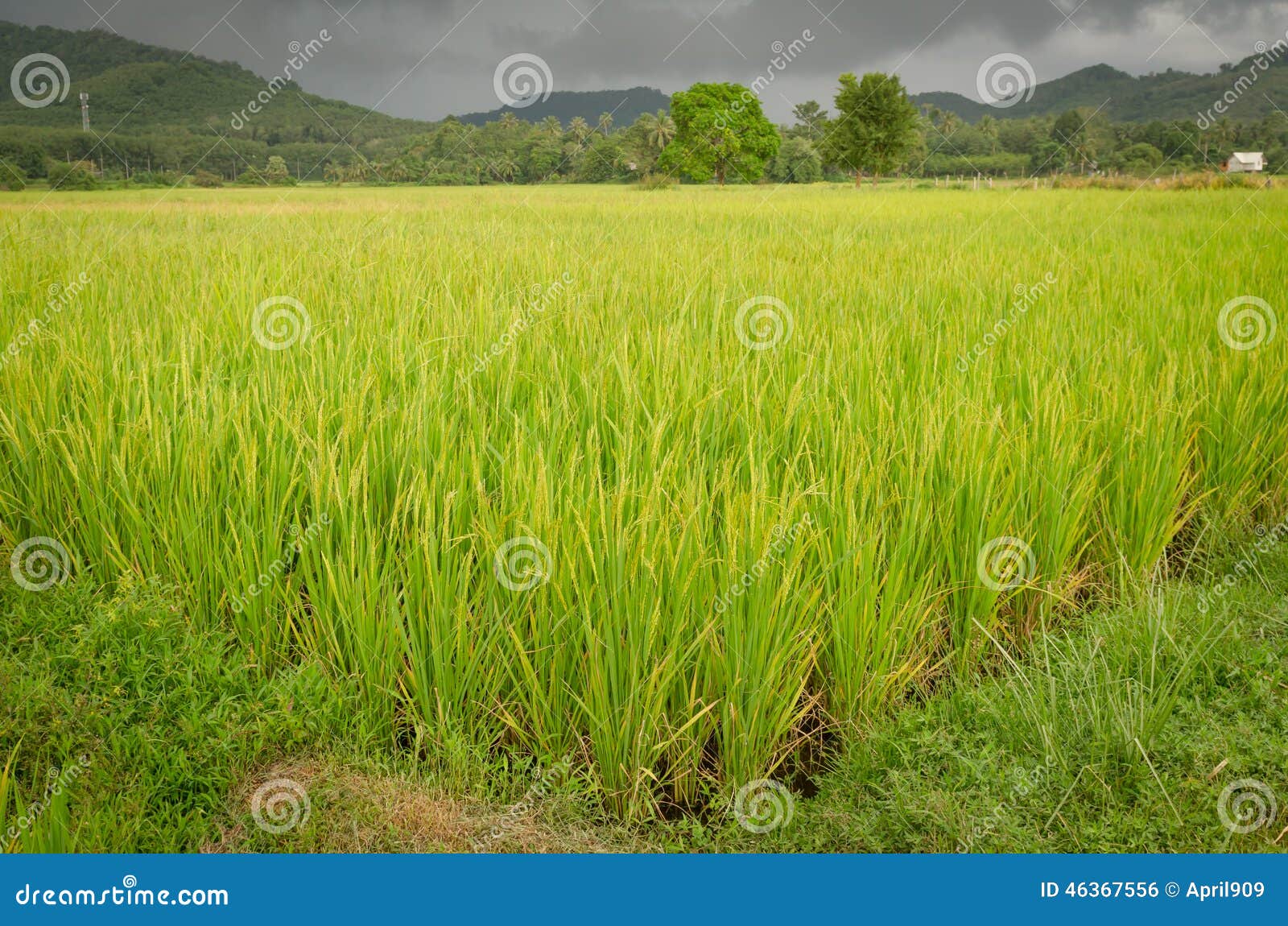 Golden rice field stock photo. Image of asia, golden - 46367556