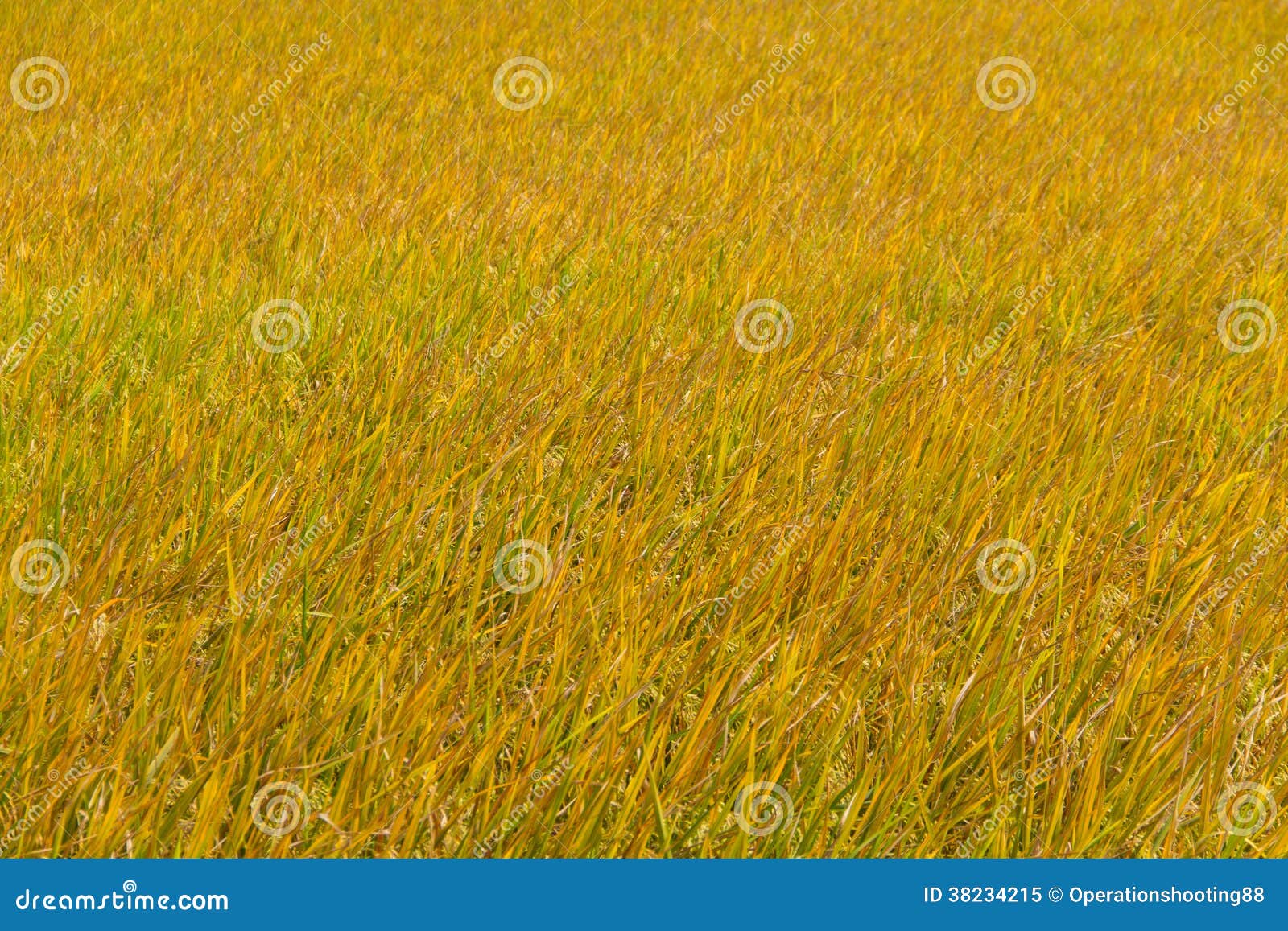 Golden rice fields stock image. Image of nature, asia - 38234215