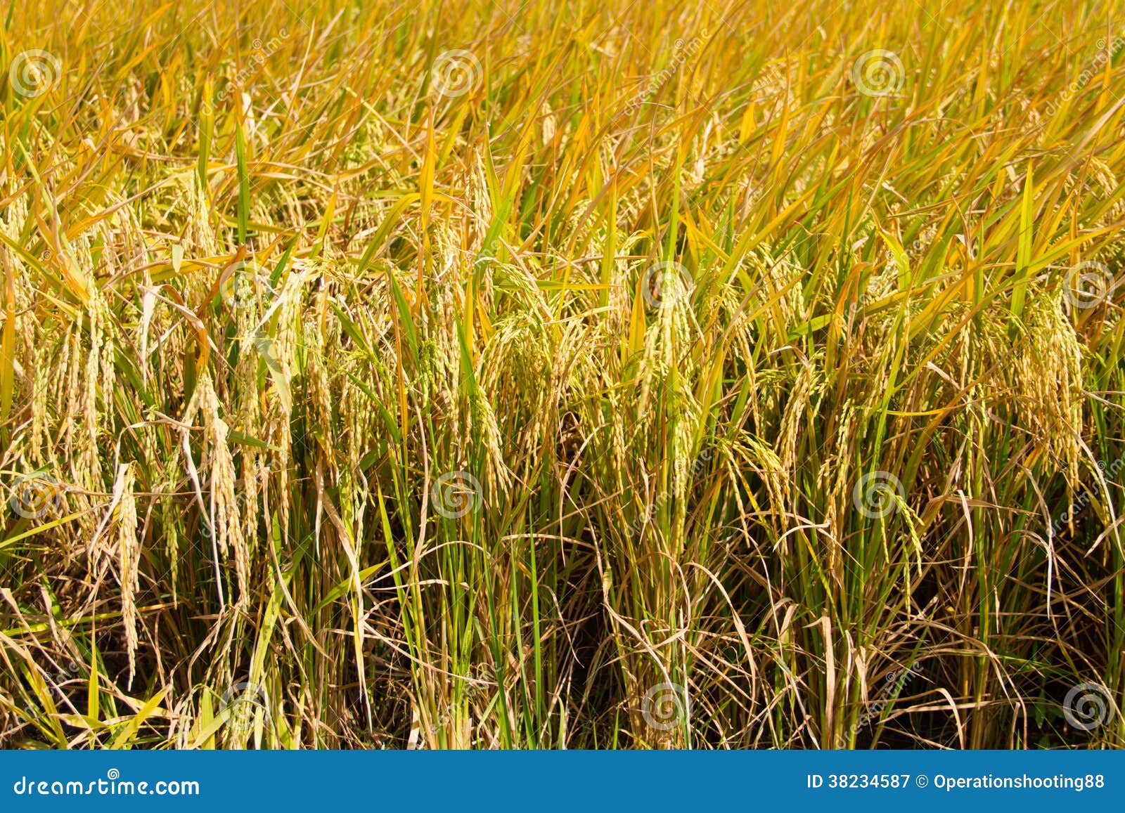 Golden rice fields stock image. Image of asian, farming - 38234587