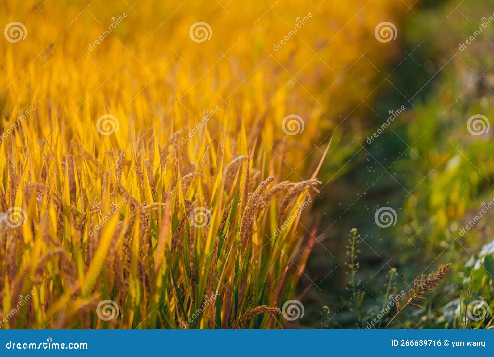 Golden Rice Fields in Autumn Farmland Stock Photo - Image of botany ...