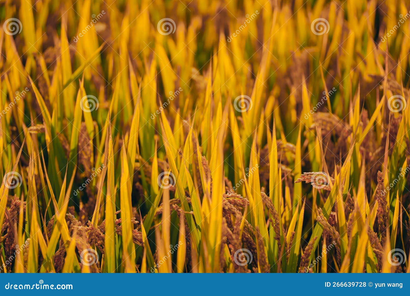 Golden Rice Fields in Autumn Farmland Stock Photo - Image of food ...