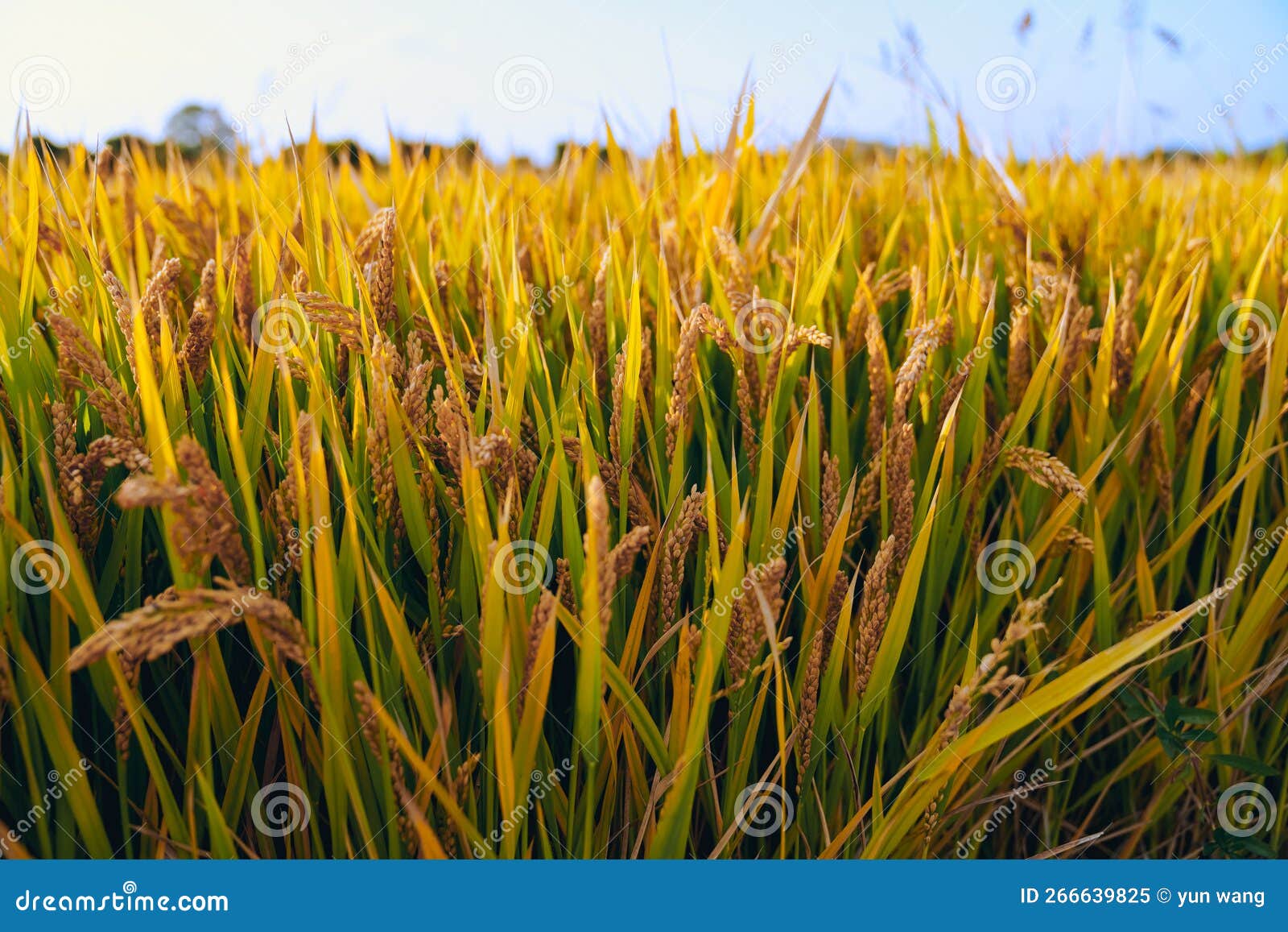 Golden Rice Fields in Autumn Farmland Stock Image - Image of farmland ...