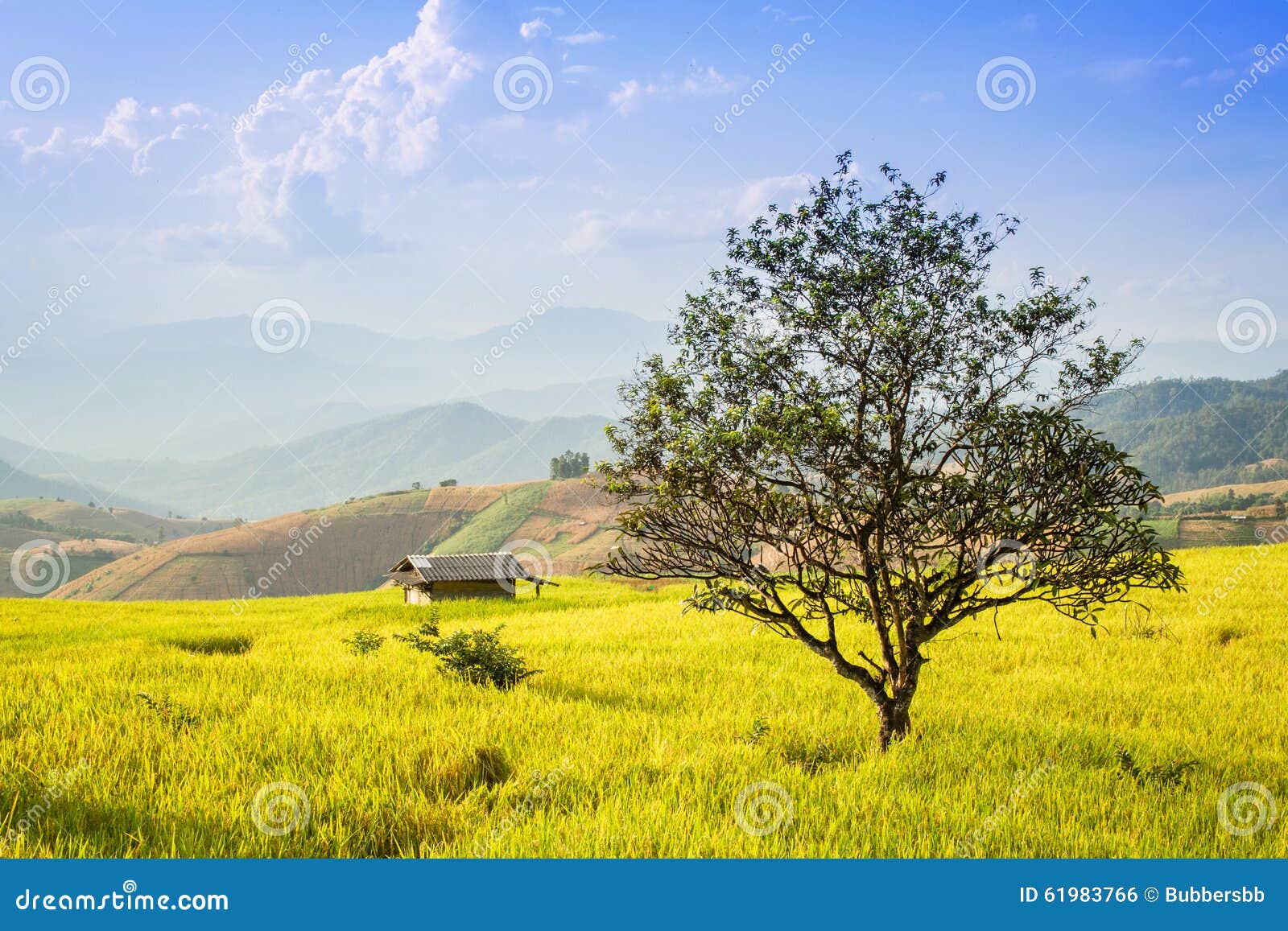 Golden Rice Fields in the Central Valley Stock Photo - Image of leaf ...