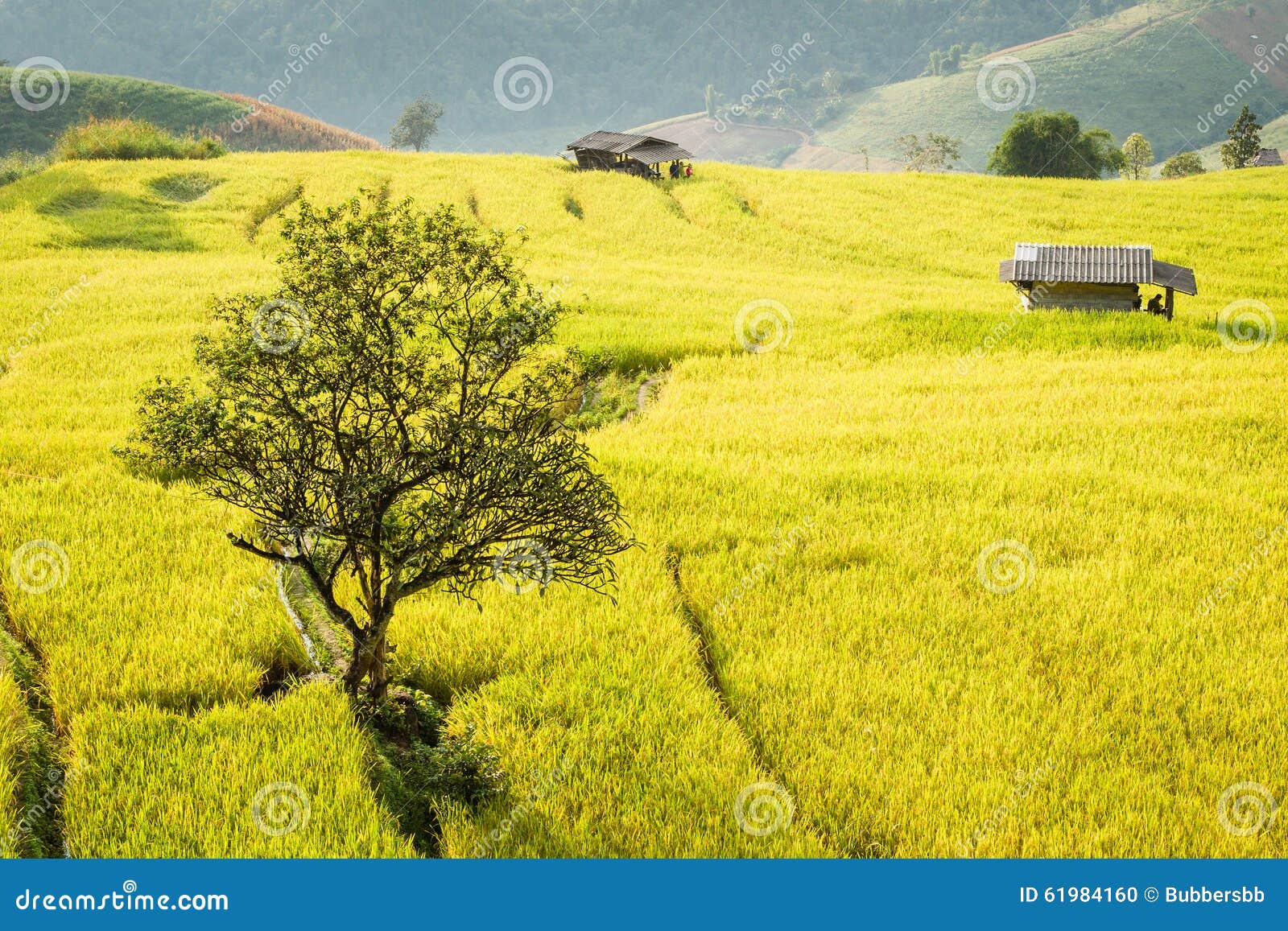 Golden Rice Fields in the Central Valley Stock Photo - Image of food ...