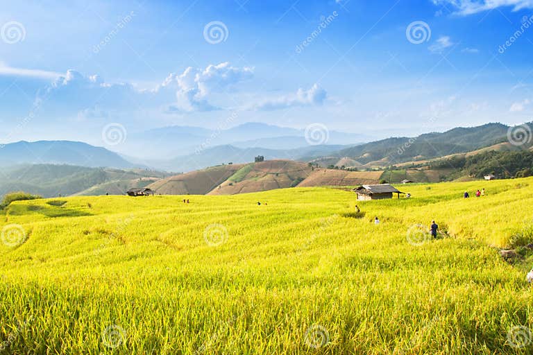 Golden Rice Fields in the Central Valley Stock Photo - Image of ...