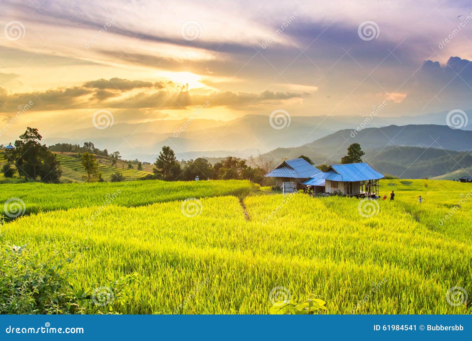 Golden Rice Fields in the Central Valley Stock Image - Image of leaf ...