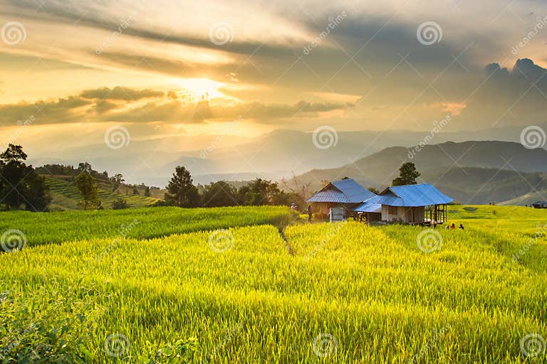 Golden Rice Fields in the Central Valley at Sunset Stock Photo - Image ...