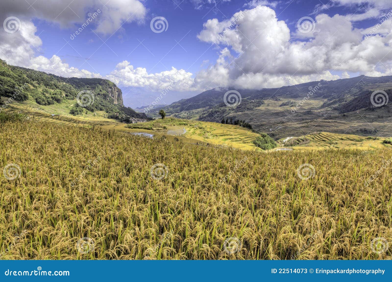 Golden Rice Fields in China Stock Image - Image of paddy, china: 22514073