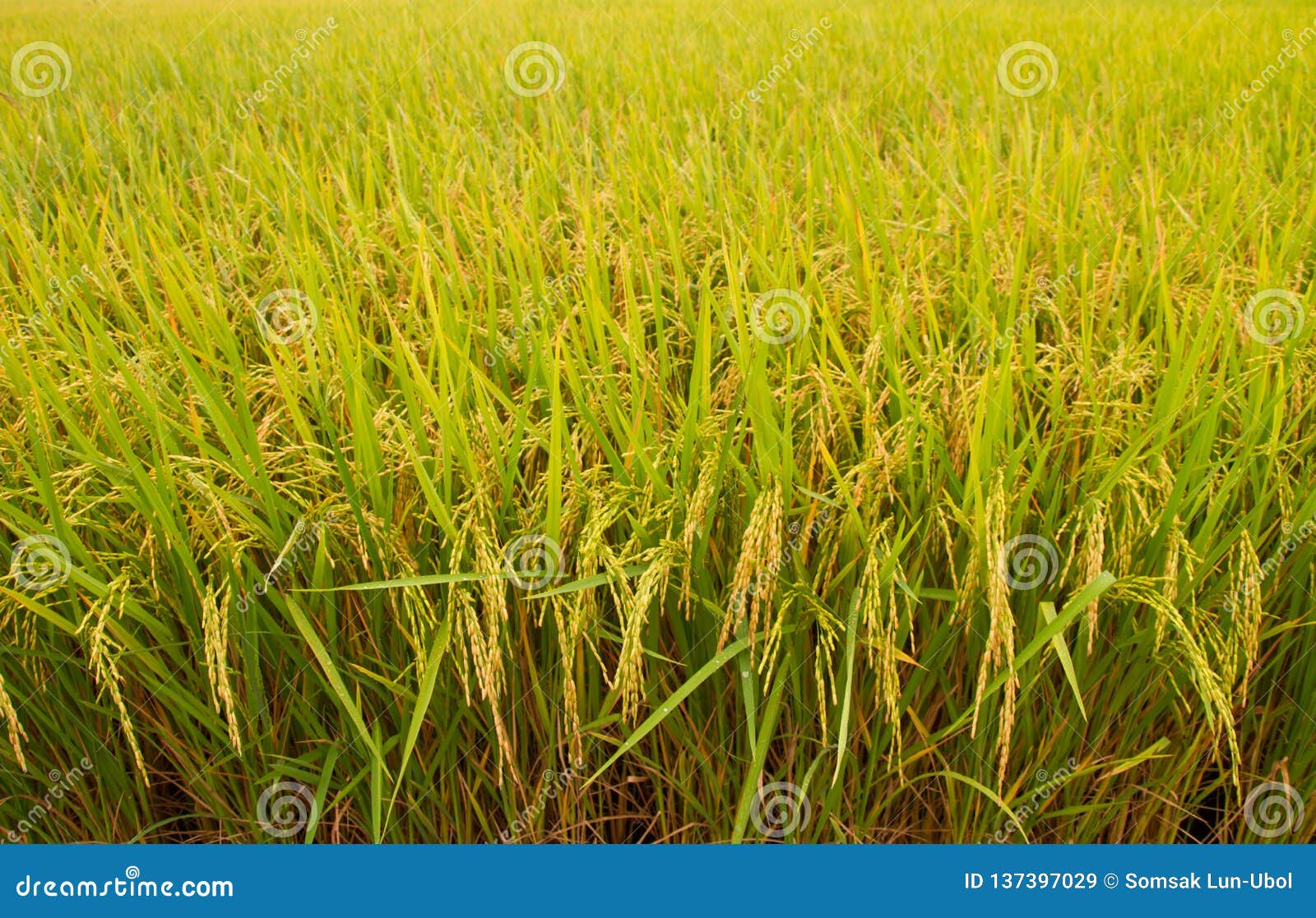 Golden Rice Fields,landscape Background Stock Image - Image of plant ...