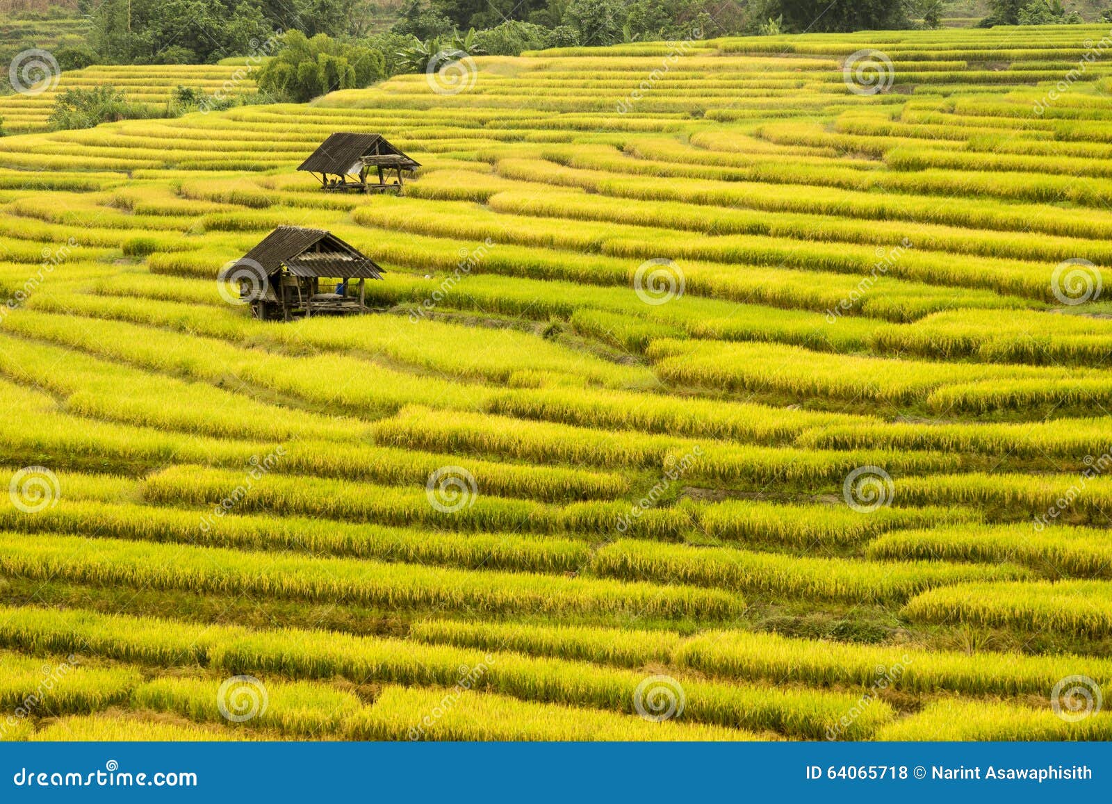 Golden rice fields stock photo. Image of farm, ecology - 64065718