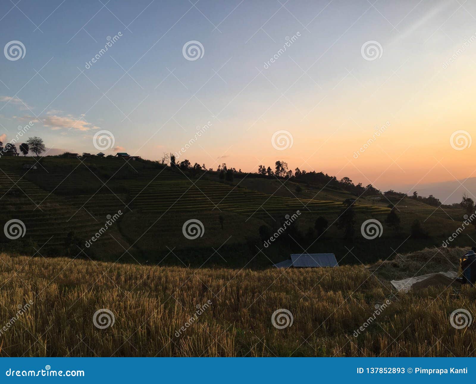The golden rice fields stock image. Image of evening - 137852893