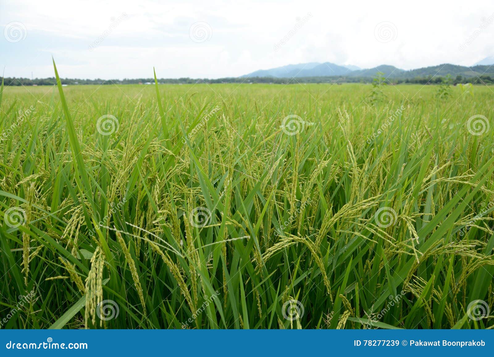 The golden rice fields stock image. Image of fields, agriculture - 78277239