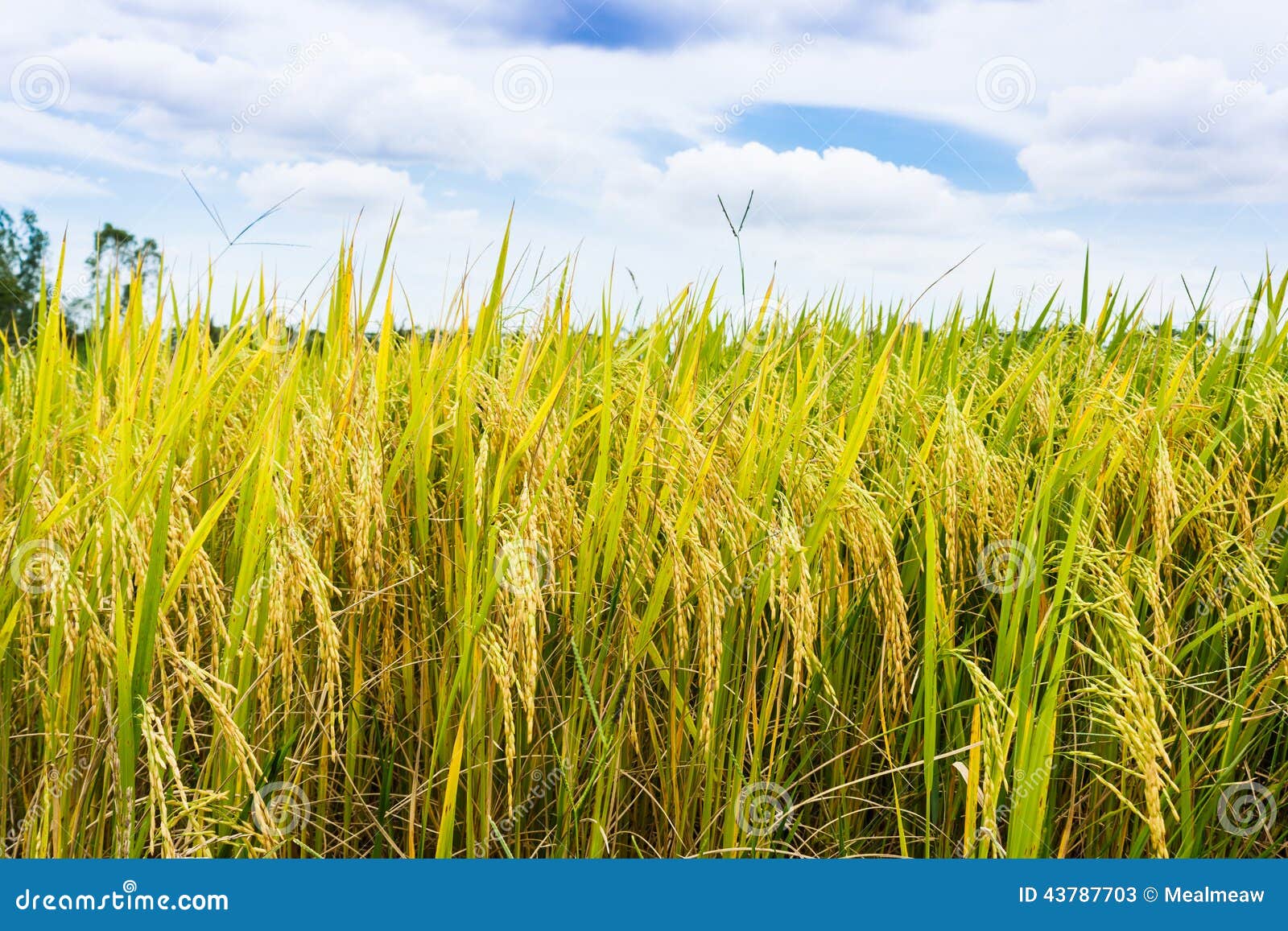 Golden Rice With Light Sky Background Stock Image | CartoonDealer.com ...