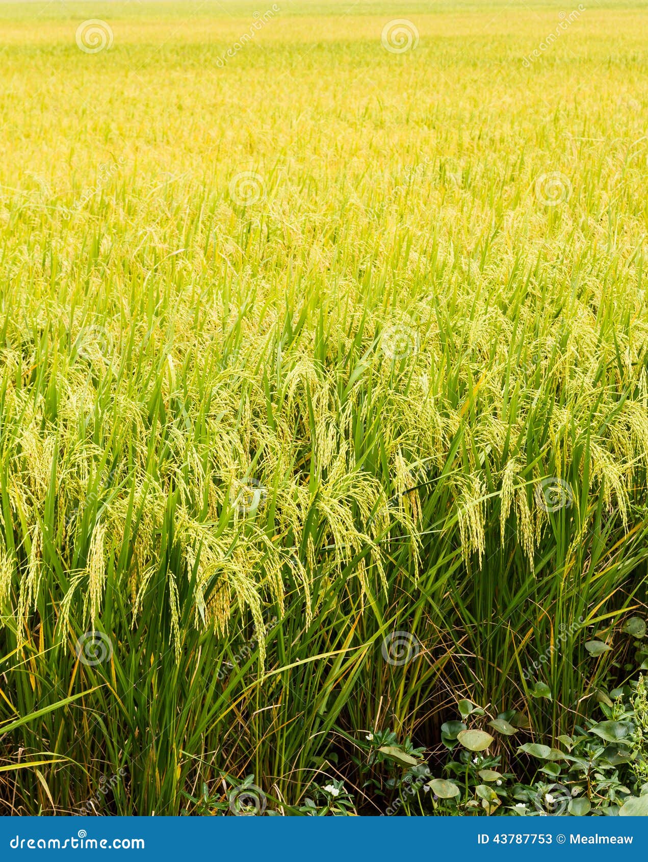 Golden rice filed stock image. Image of crop, economical - 43787753