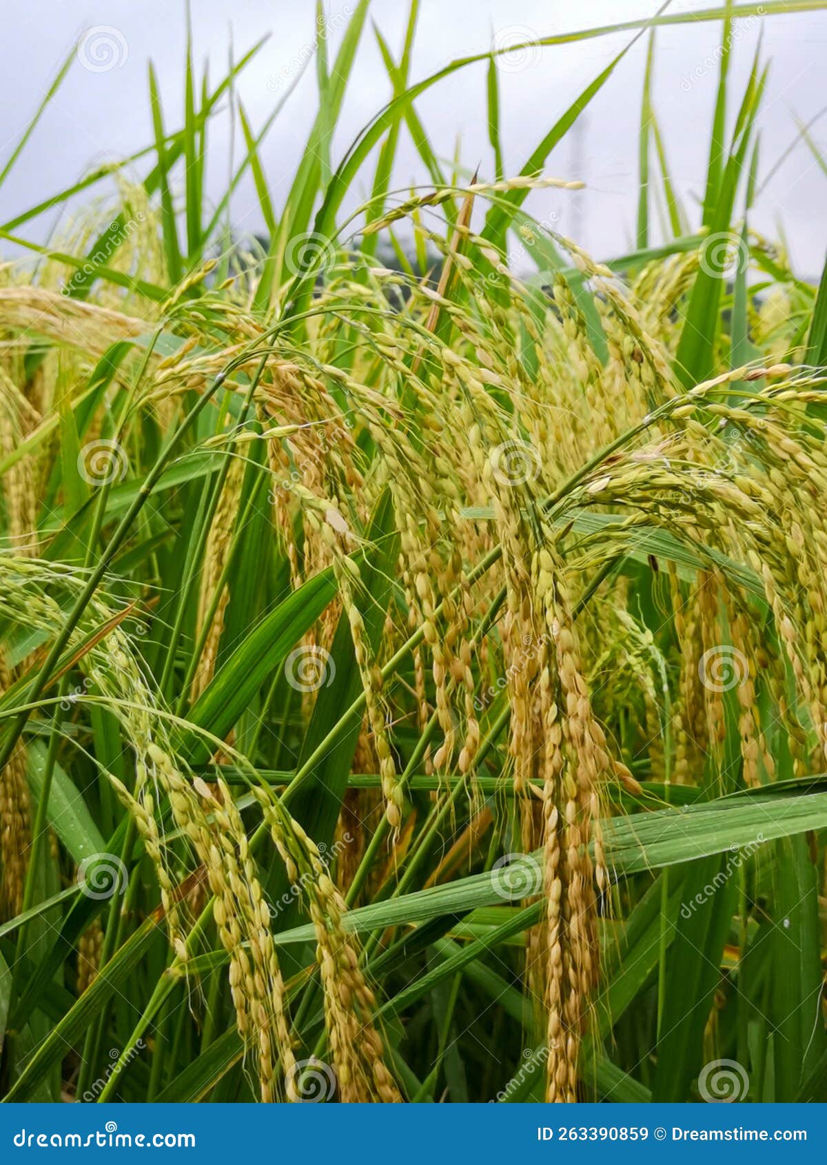 Golden Rice Harvest stock image. Image of golden, rice - 263390859