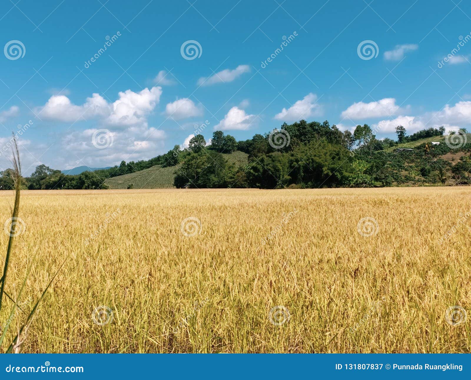 Rice field gold color stock image. Image of rice, mountain - 131807837