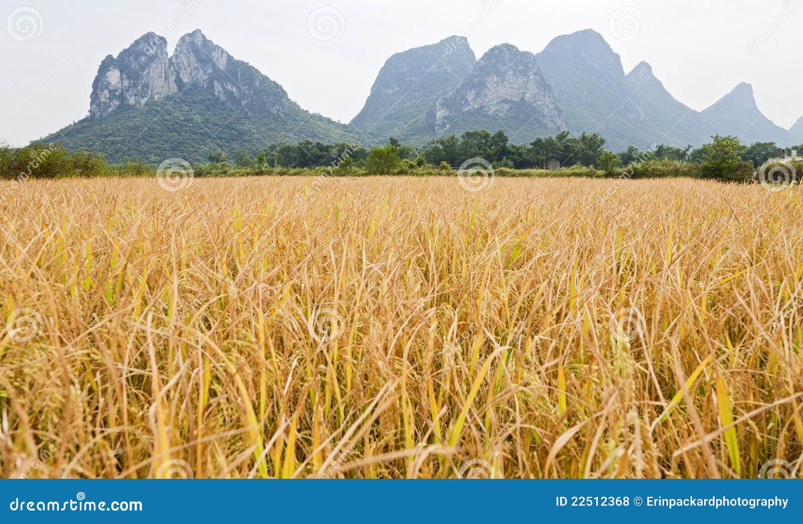 Golden Rice in Mountain Landscape Stock Photo - Image of mountain ...