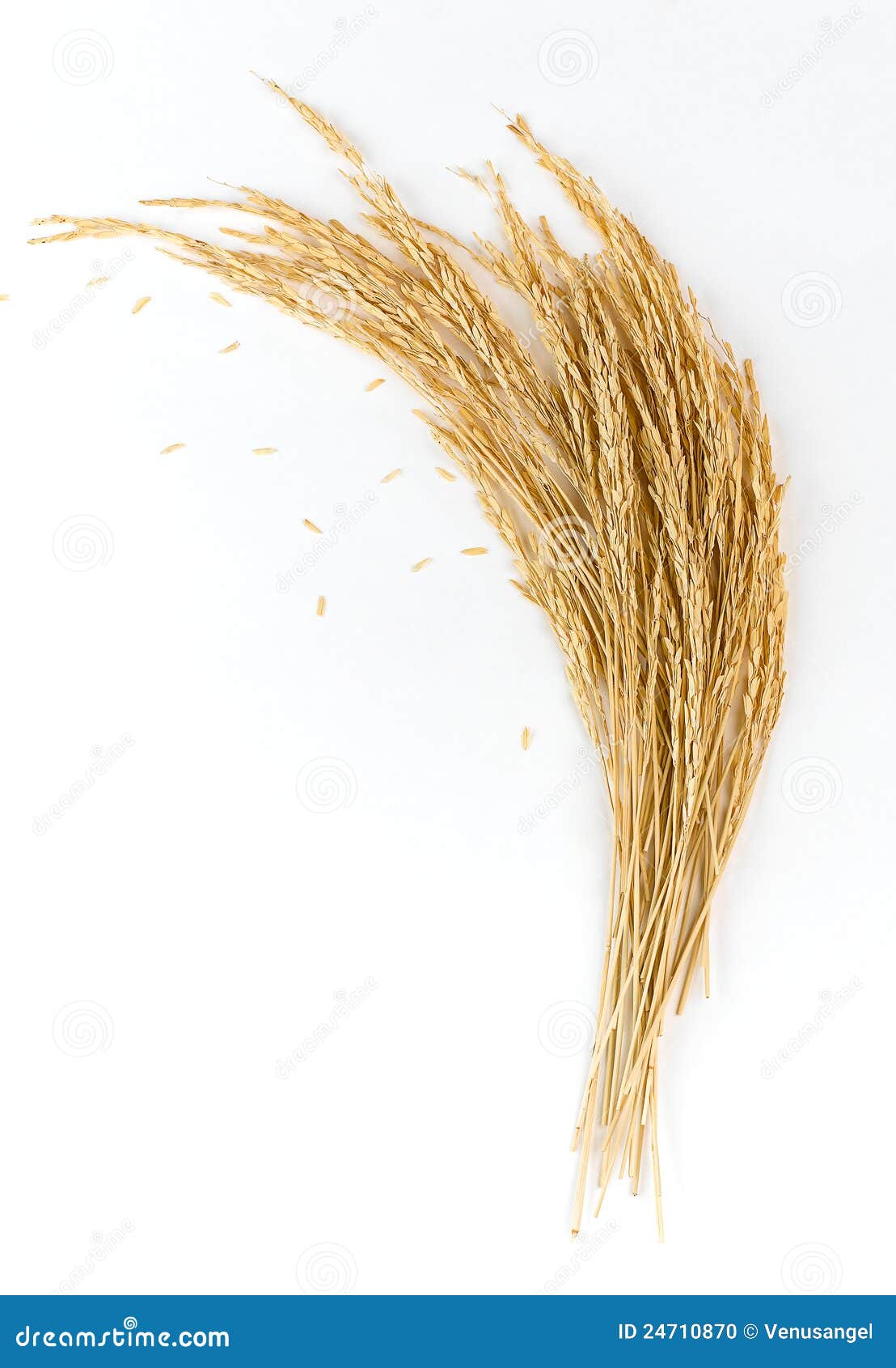 Golden Rice With Light Sky Background Stock Image | CartoonDealer.com ...