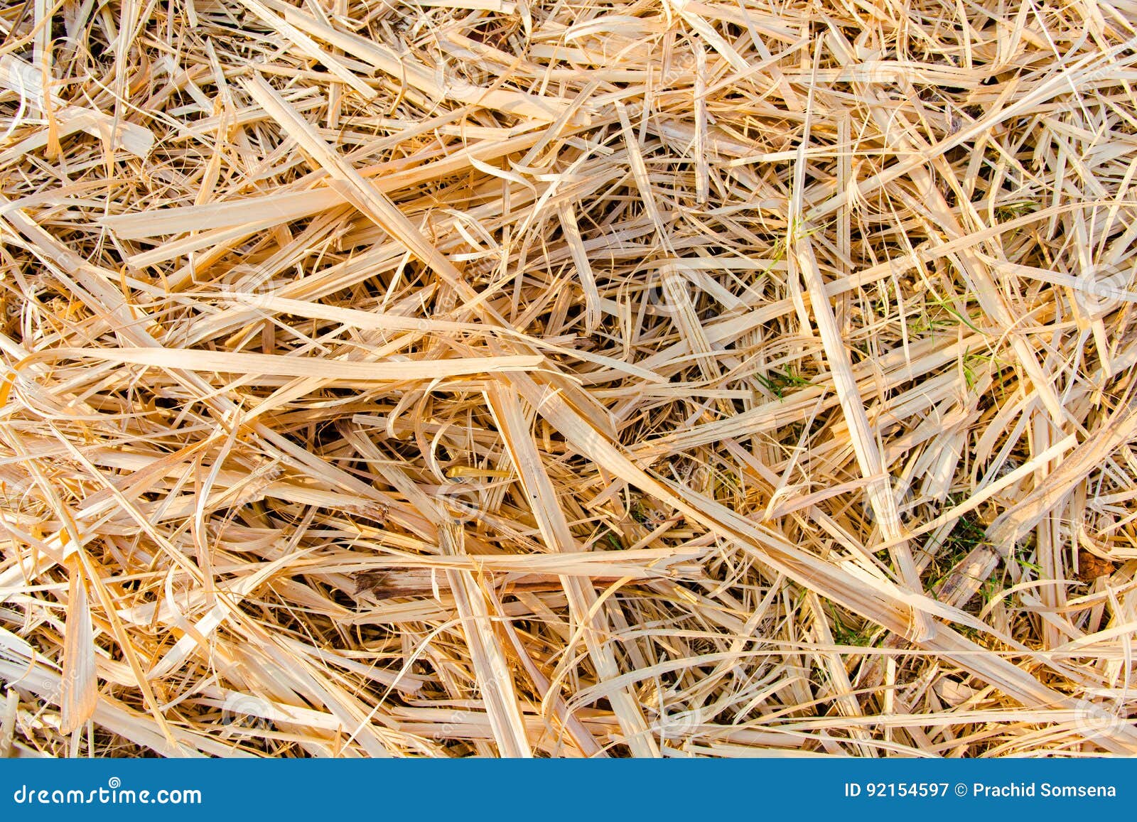 Golden rice stubble stock image. Image of farming, agriculture - 92154597