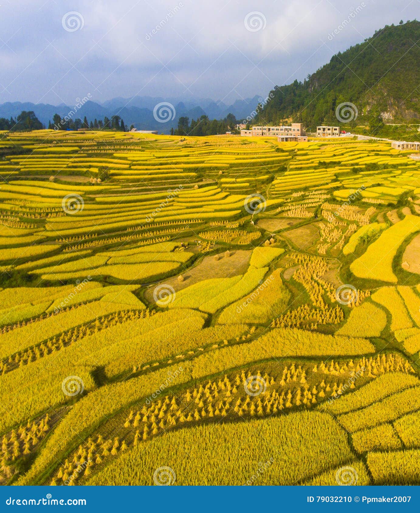 Golden Rice Terraced Fields Stock Photo - Image of river, hill: 79032210