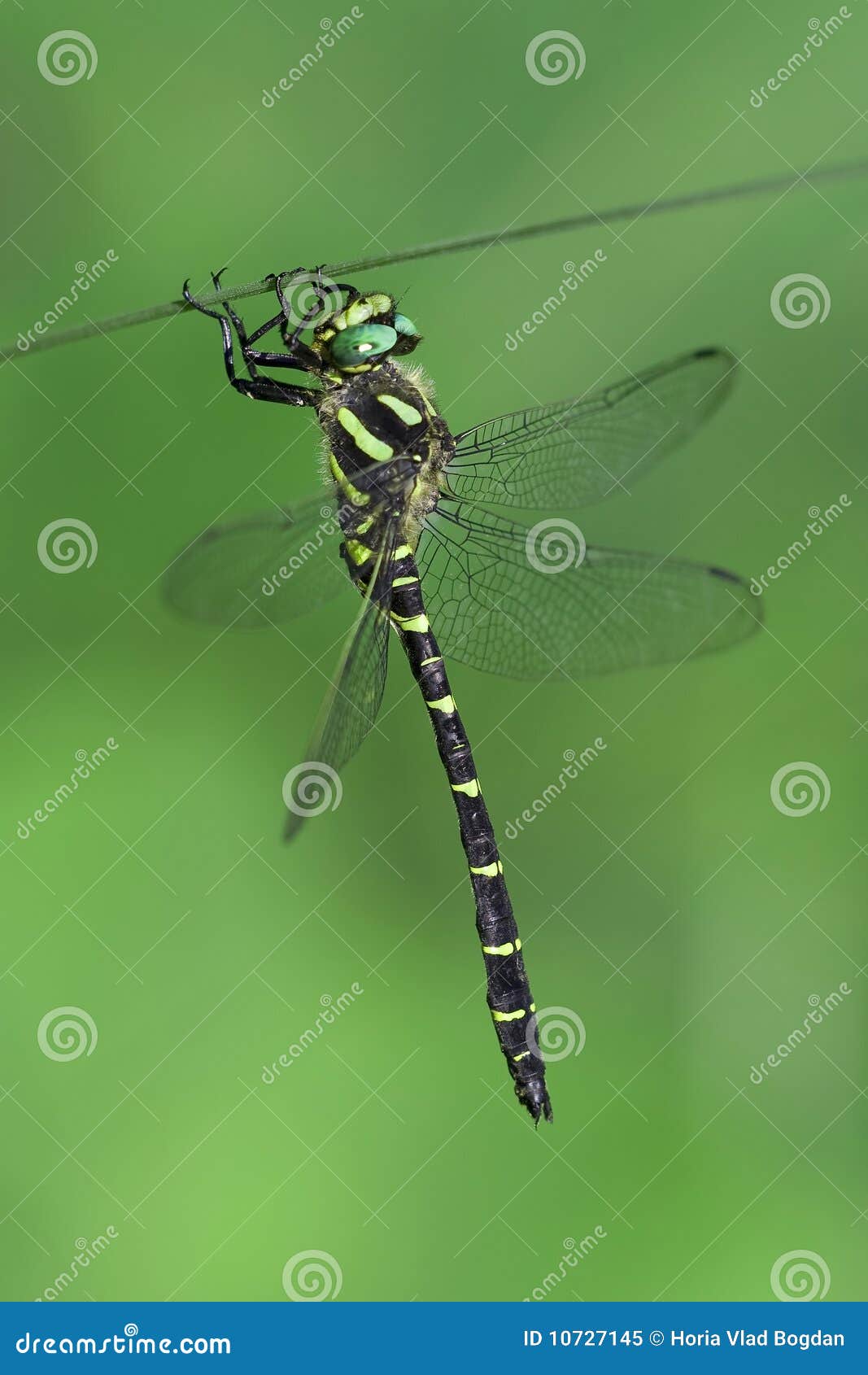 Golden ring dragonfly stock image. Image of wings, odonata - 10727145