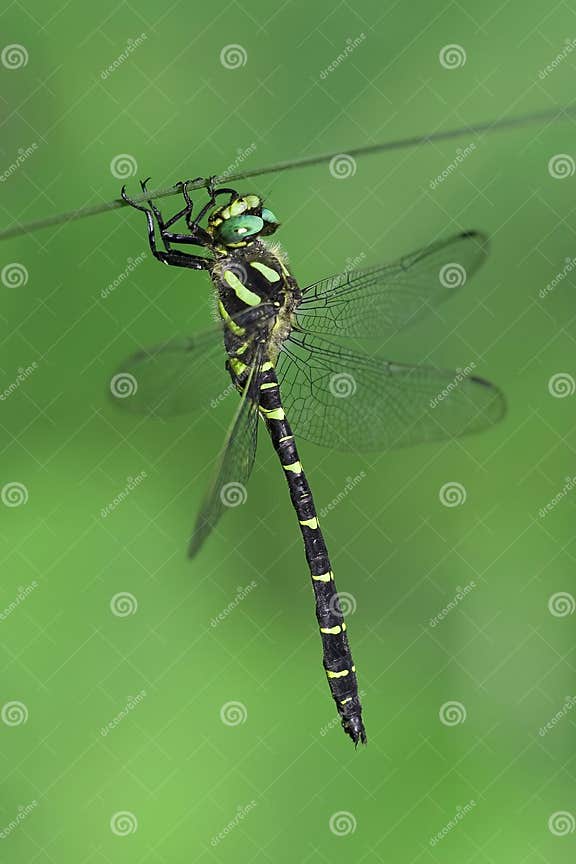 Golden ring dragonfly stock image. Image of wings, odonata - 10727145