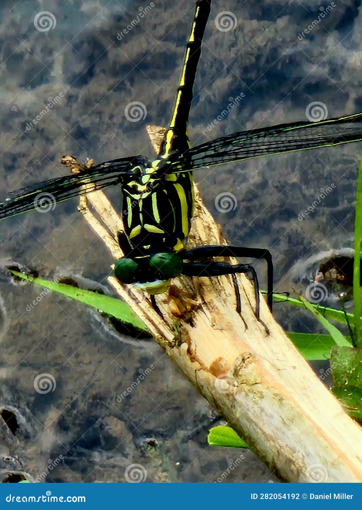 Golden Ring Dragonfly Nature Art Stock Photo - Image of ring, dragonfly ...
