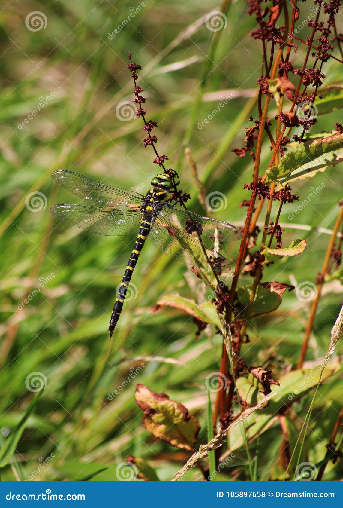 Golden-ringed Dragonfly Close-up Stock Photo - Image of yellow, macro ...