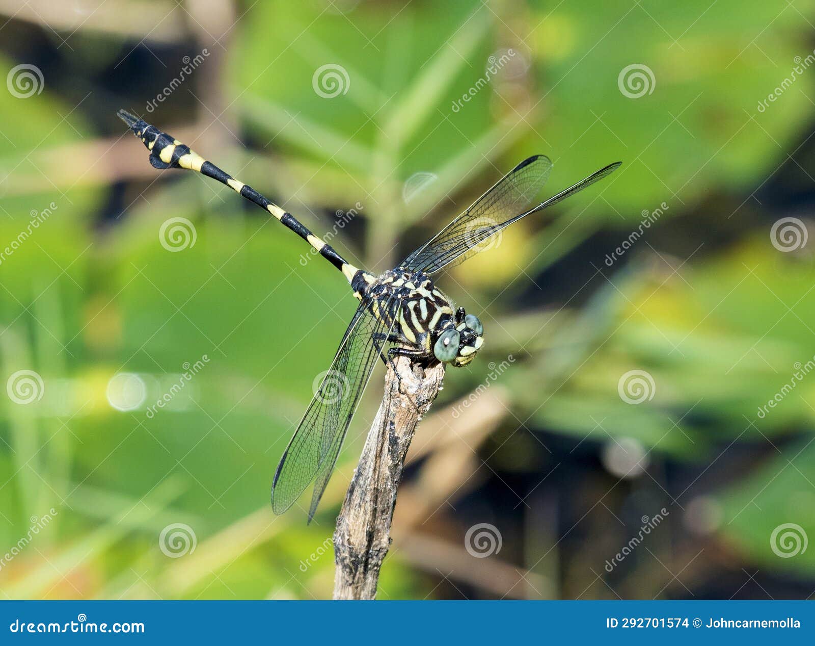 Golden-ringed dragonfly. stock photo. Image of australia - 292701574