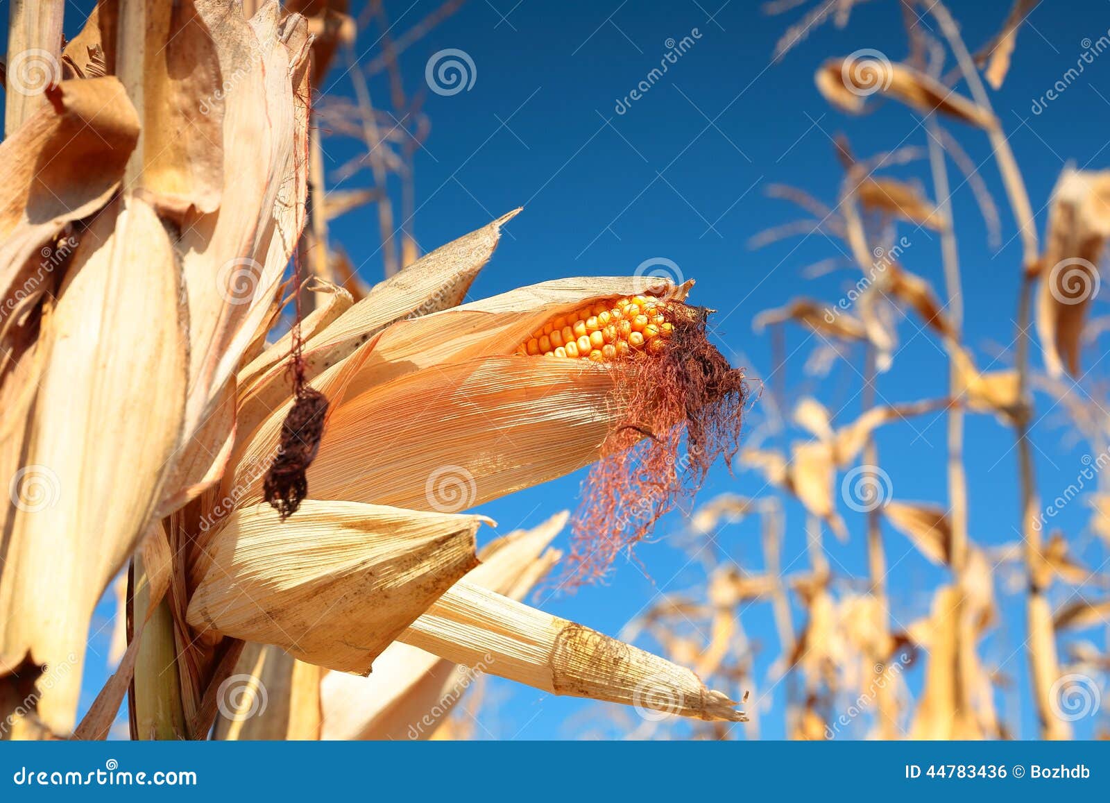 Golden ripe corn plant stock photo. Image of growth, environment - 44783436