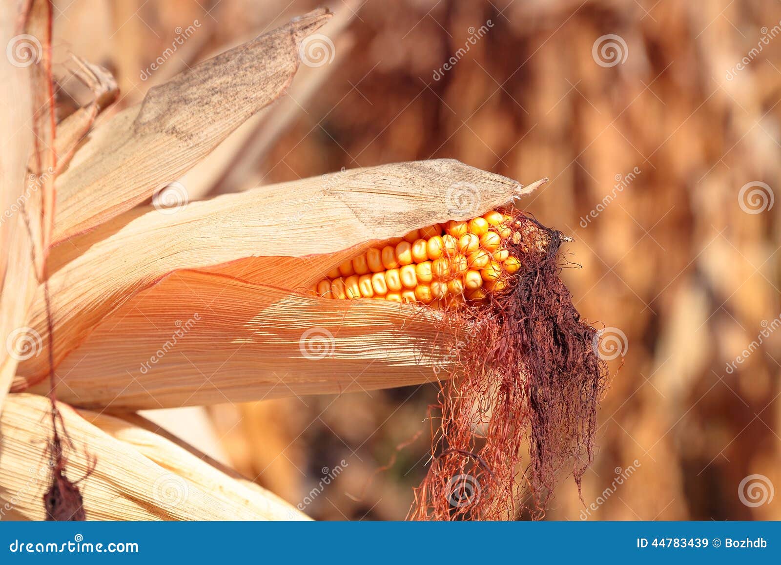 Golden ripe corn plant stock image. Image of husbandry - 44783439