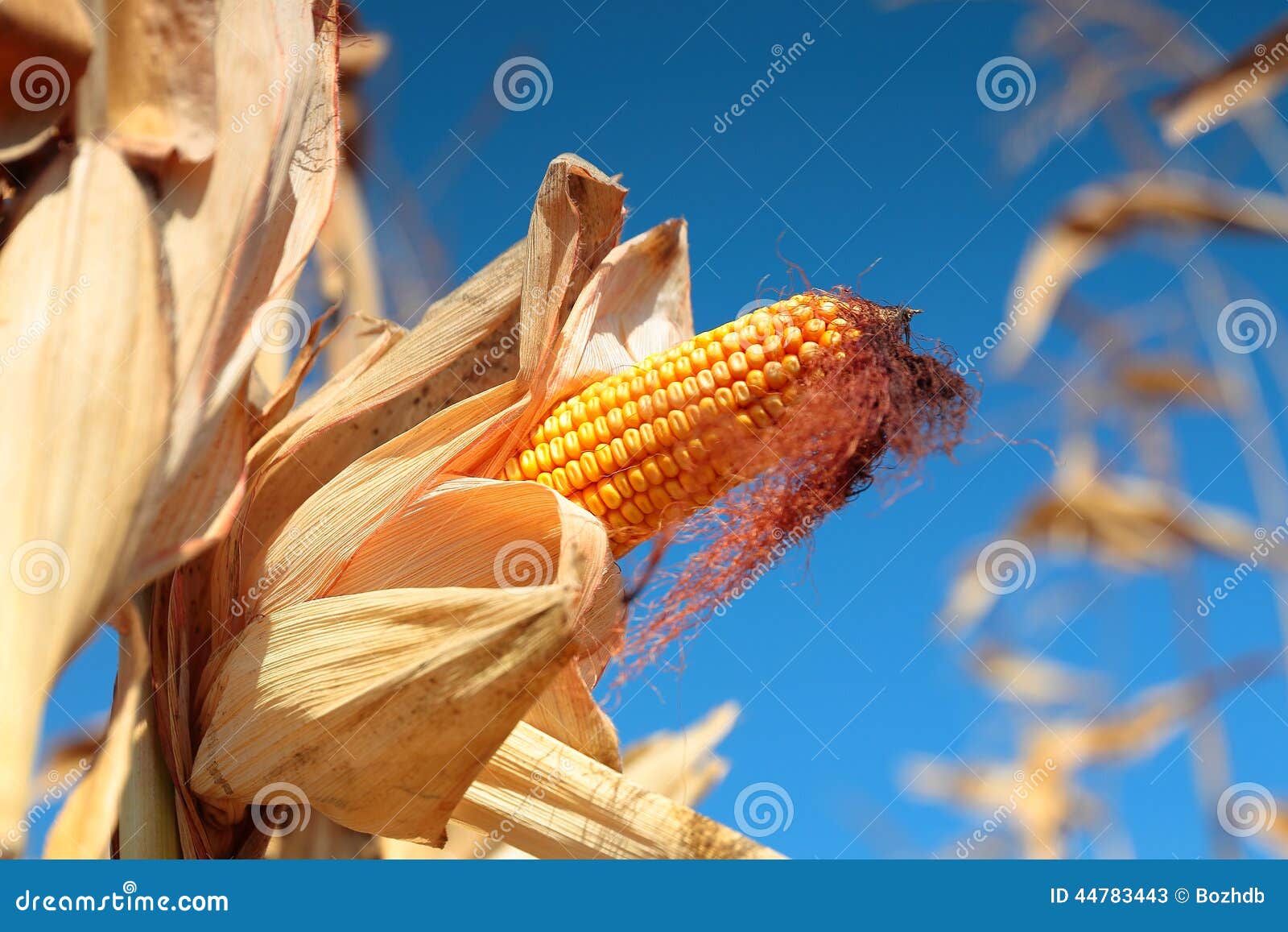 Golden ripe corn plant stock image. Image of garden, blue - 44783443